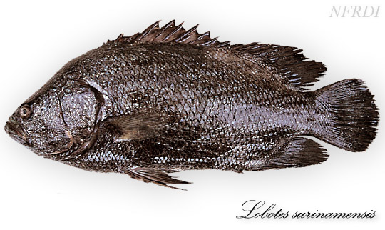 Pesce foglia - Lobotes surinamensis