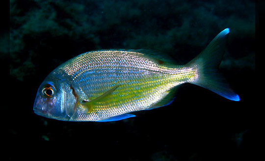 Pagro - Pagrus pagrus