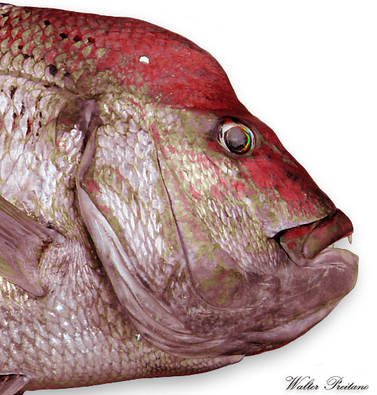 Pagro - Pagrus pagrus