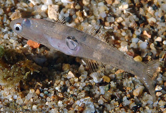 Rossetto - Aphia minuta