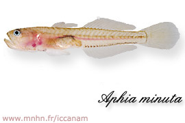 Rossetto - Aphia minuta