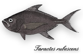 Pesce castagna nero - Taractes rubescens